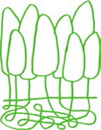 Pando Populus | We're all connected