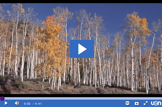 Pando, the tree (placeholder for Template) | Pando Populus