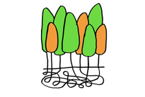 Pando the Tree - Pando Populus