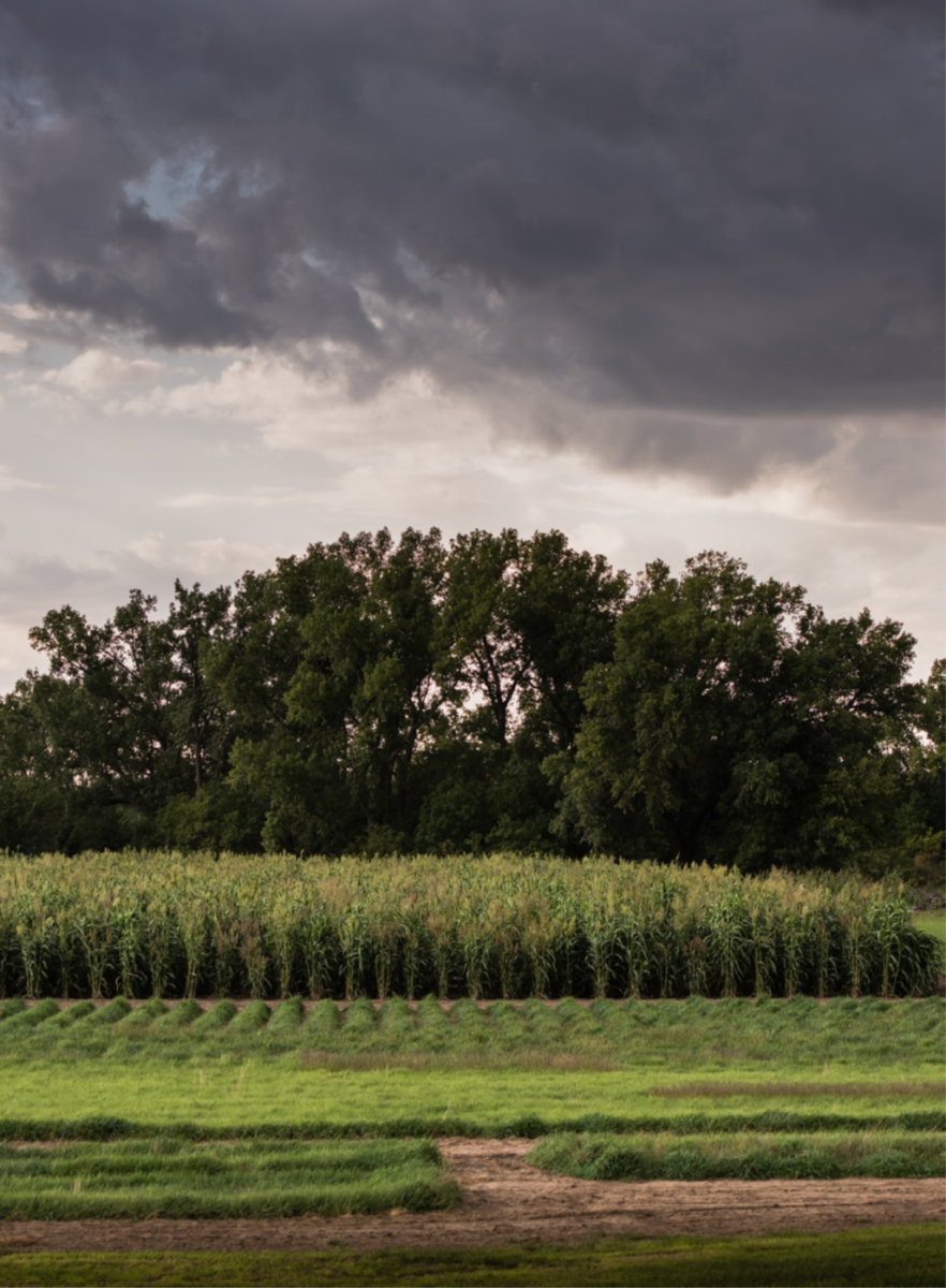 Garden Mysteries - Pando Populus