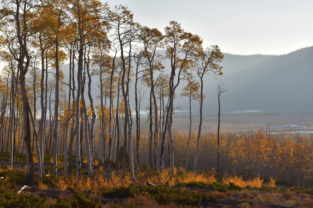 Home - Pando Populus