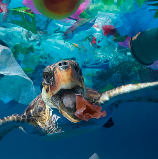 Home - Pando Populus