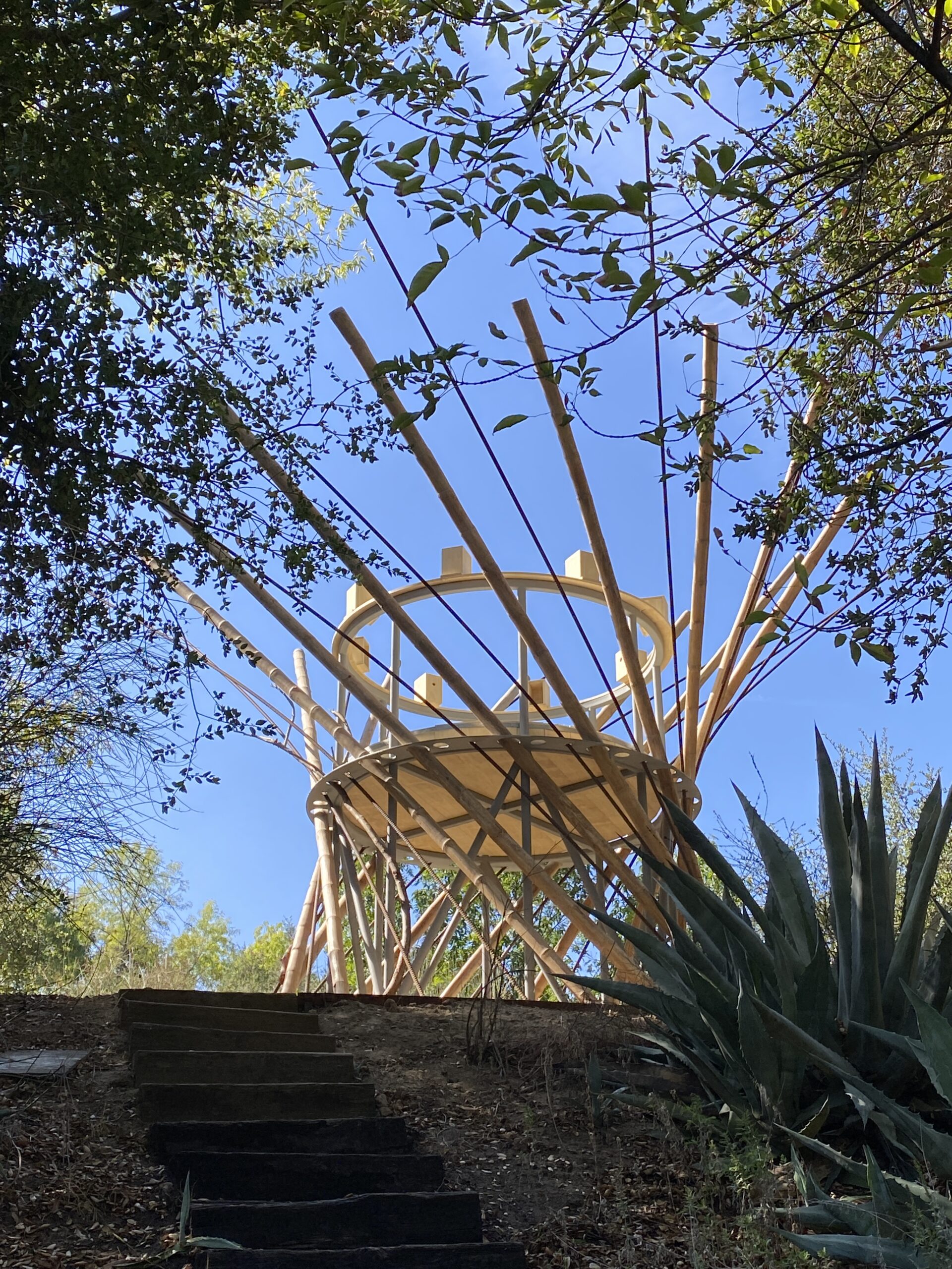 Pando Accelerator - Pando Populus